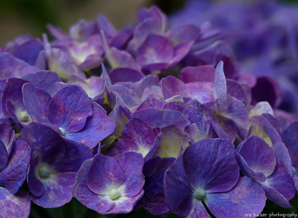 Photo of the bloom of Bigleaf Hydrangea (Hydrangea macrophylla ...