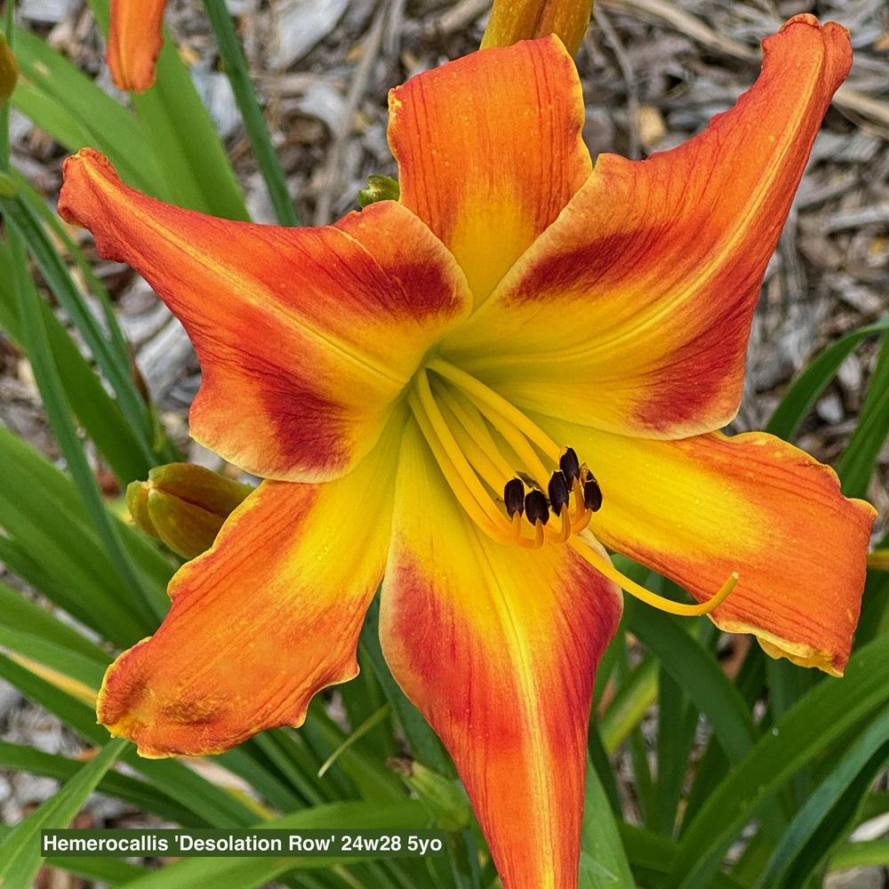 Photo of the bloom of Daylily (Hemerocallis 'Desolation Row') posted by ...