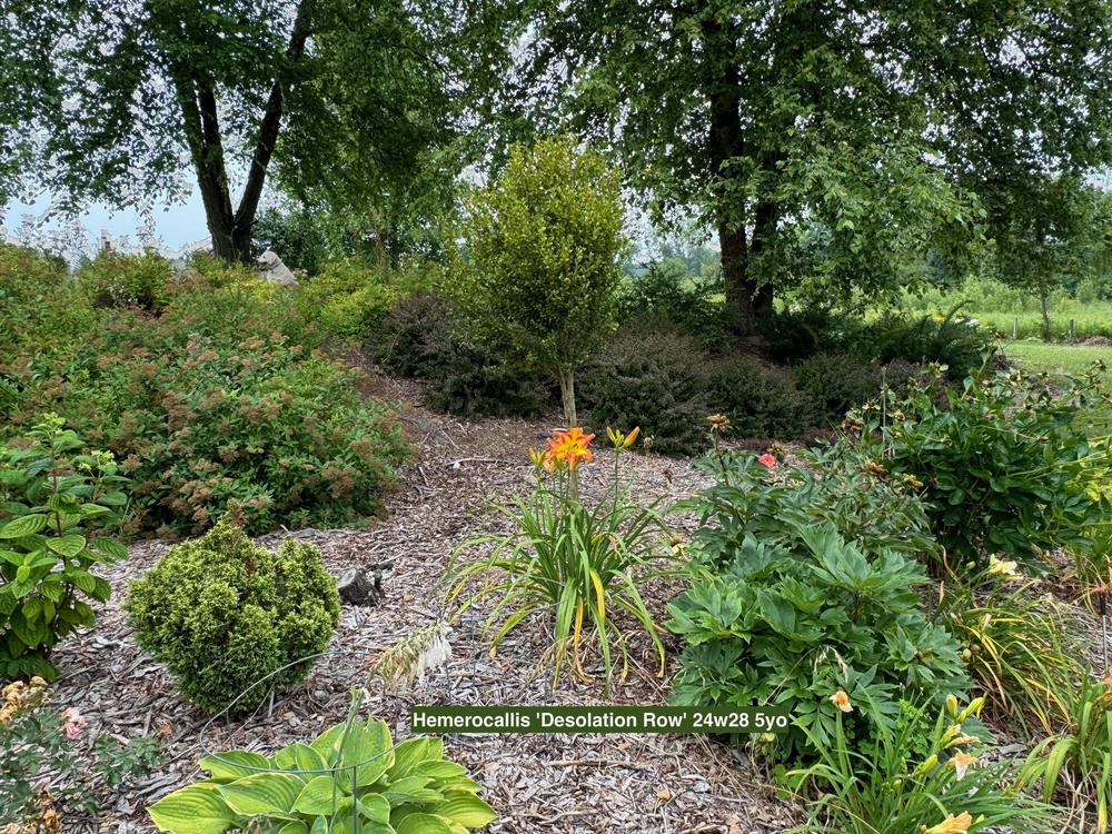 Photo of the entire plant of Daylily (Hemerocallis 'Desolation Row ...