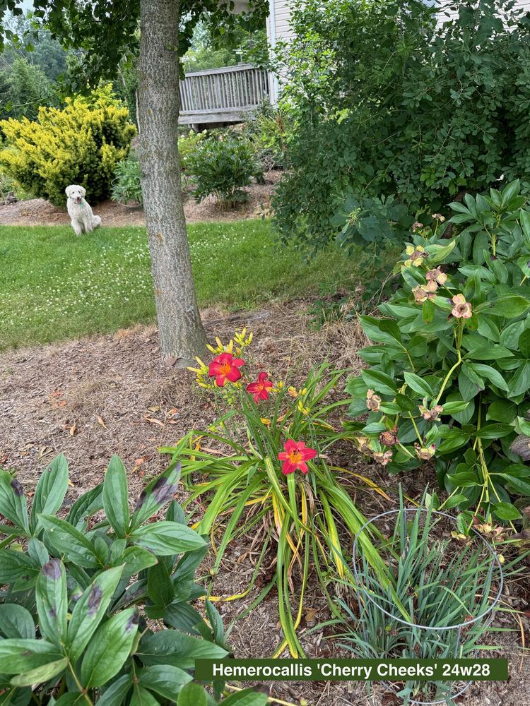 Photo of the entire plant of Daylily (Hemerocallis 'Cherry Cheeks ...