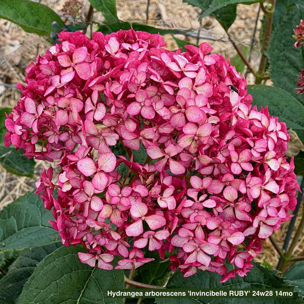 Photo of the bloom of Smooth Hydrangea (Hydrangea arborescens ...