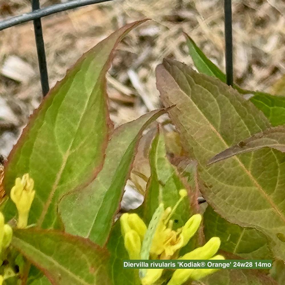 Photo of the leaves of Bush Honeysuckle (Diervilla rivularis Kodiak ...