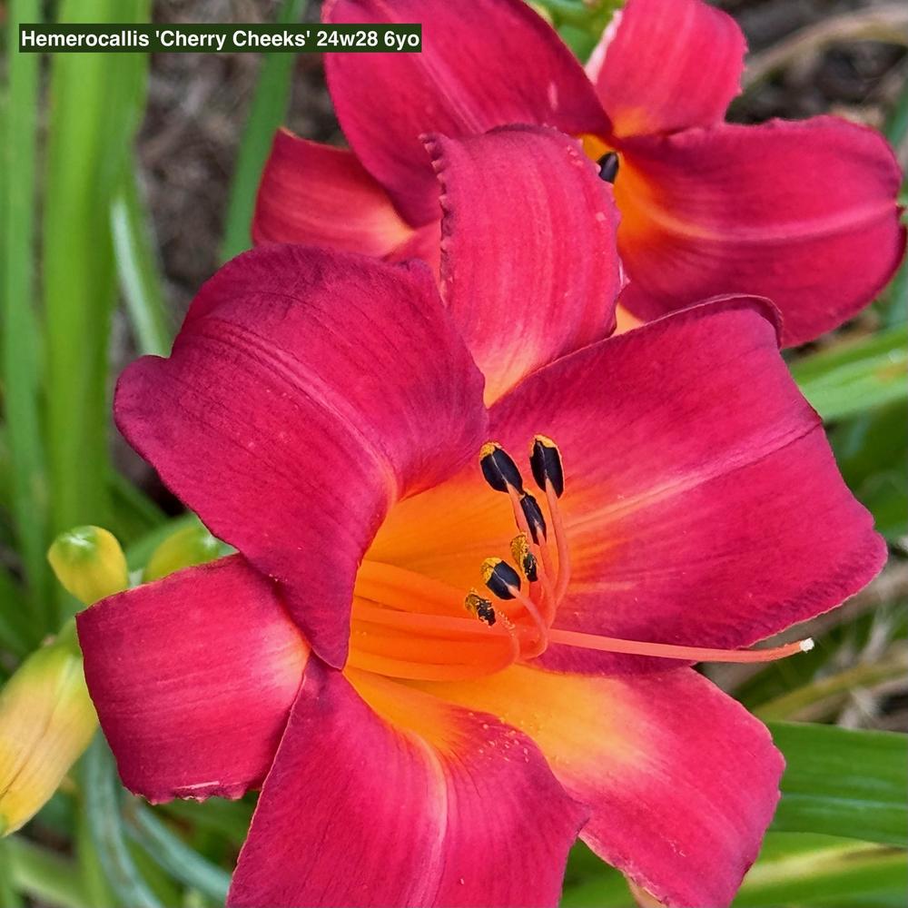 Photo of the bloom of Daylily (Hemerocallis 'Cherry Cheeks') posted by ...