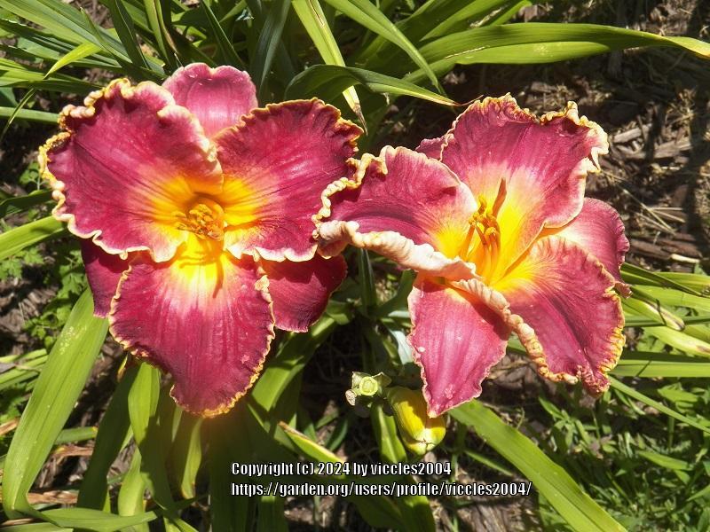 Photo of the bloom of Daylily (Hemerocallis 'Spacecoast Royal Ransom ...