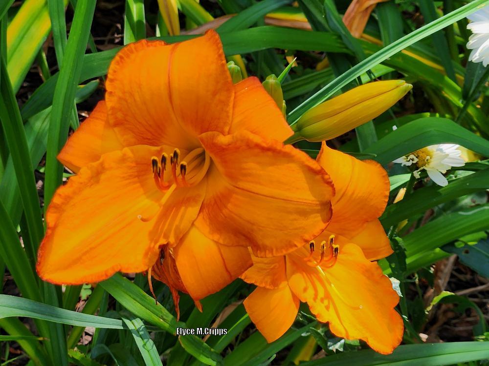 Photo of the bloom of Daylily (Hemerocallis 'Mauna Loa') posted by ...