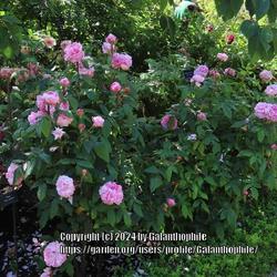 Rose (Rosa 'Marchesa Boccella') in the Roses Database - Garden.org