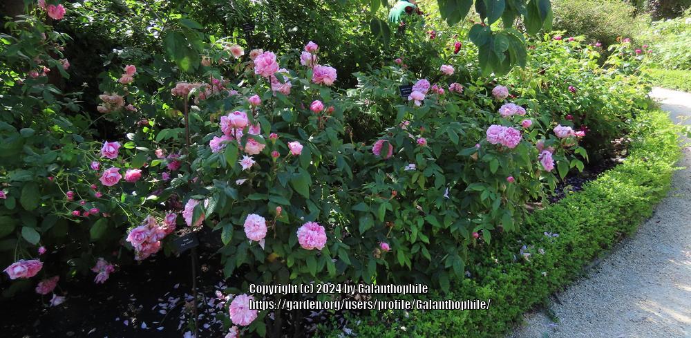 Photo of the entire plant of Rose (Rosa 'Marchesa Boccella') posted by ...