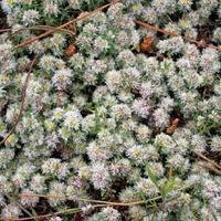 Photo of the entire plant of Algerian Tea (Paronychia argentea) posted ...