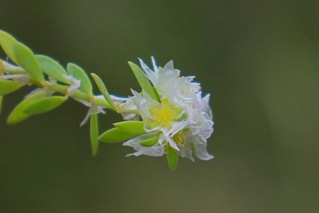Photo of the bloom of Algerian Tea (Paronychia argentea) posted by ...