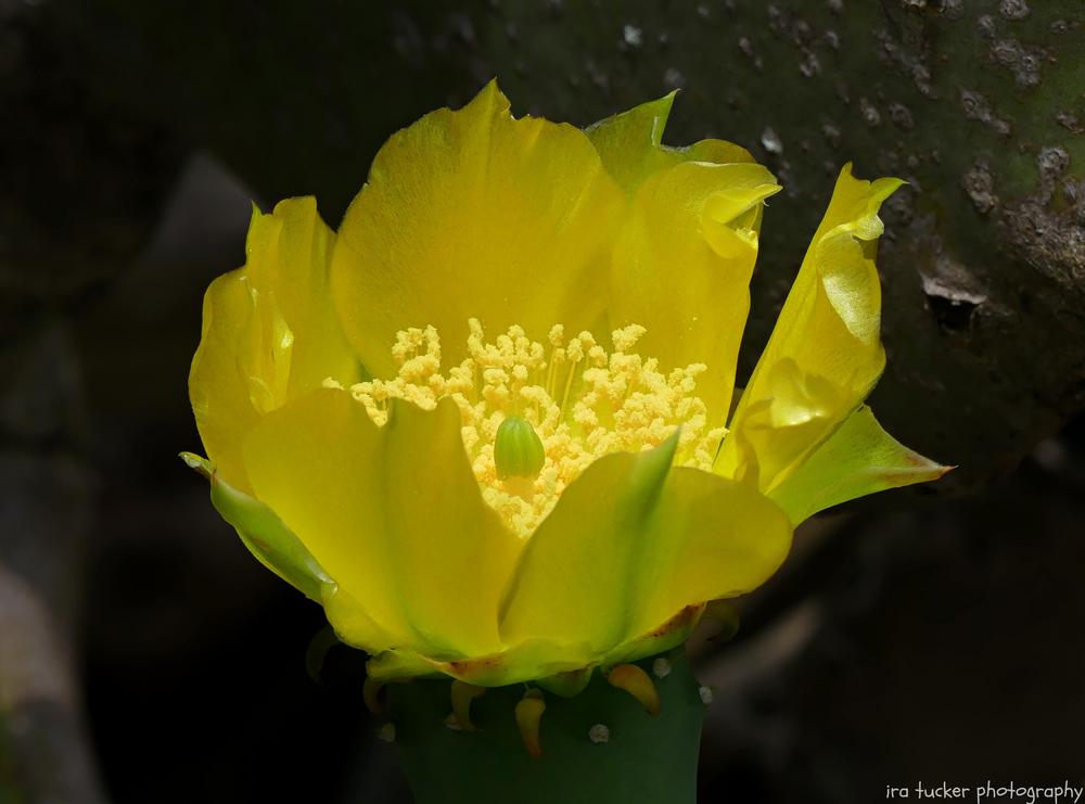 Photo of the bloom of Spineless Prickly Pear (Opuntia engelmannii var ...