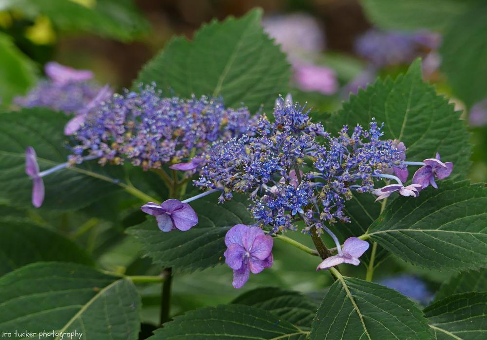 Photo of the bloom of Mountain Hydrangea (Hydrangea serrata 'Blue ...