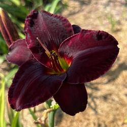 Daylily (Hemerocallis 'Raspberry Suede') in the Daylilies Database ...