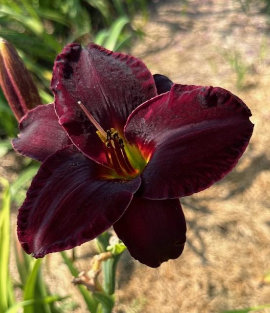 Daylily (Hemerocallis 'Raspberry Suede') in the Daylilies Database ...