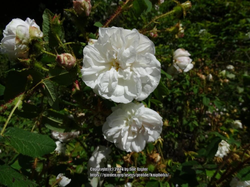 Photo of the bloom of Rose (Rosa 'Comtesse de Murinais') posted by ...