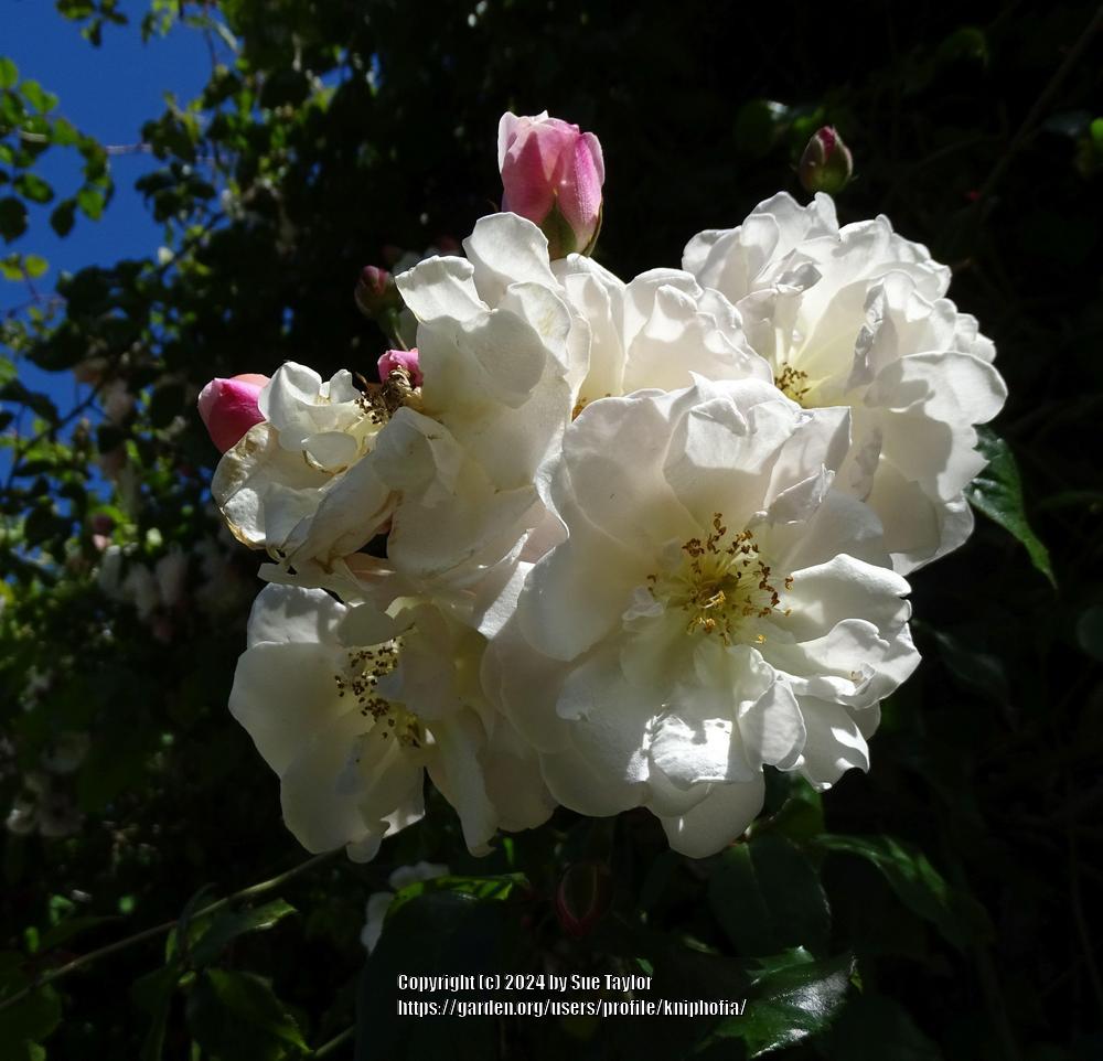 Hybrid Sempervirens Rose (Rosa 'Adelaide d'Orleans') in the Roses ...