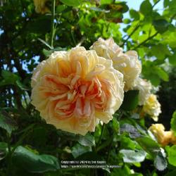 Rose (Rosa 'Alchymist') in the Roses Database - Garden.org