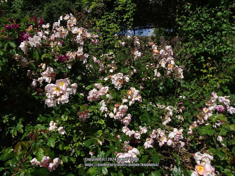 Photo of the entire plant of Rose (Rosa 'Smarty') posted by kniphofia ...