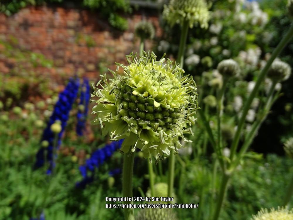 Photo of the closeup of buds, sepals and receptacles of Yellow Giant ...