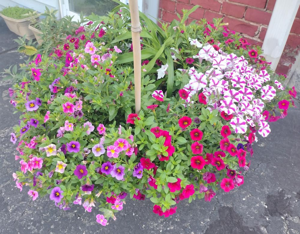 Viewing post #3137668 by plasko20 - Garden.org