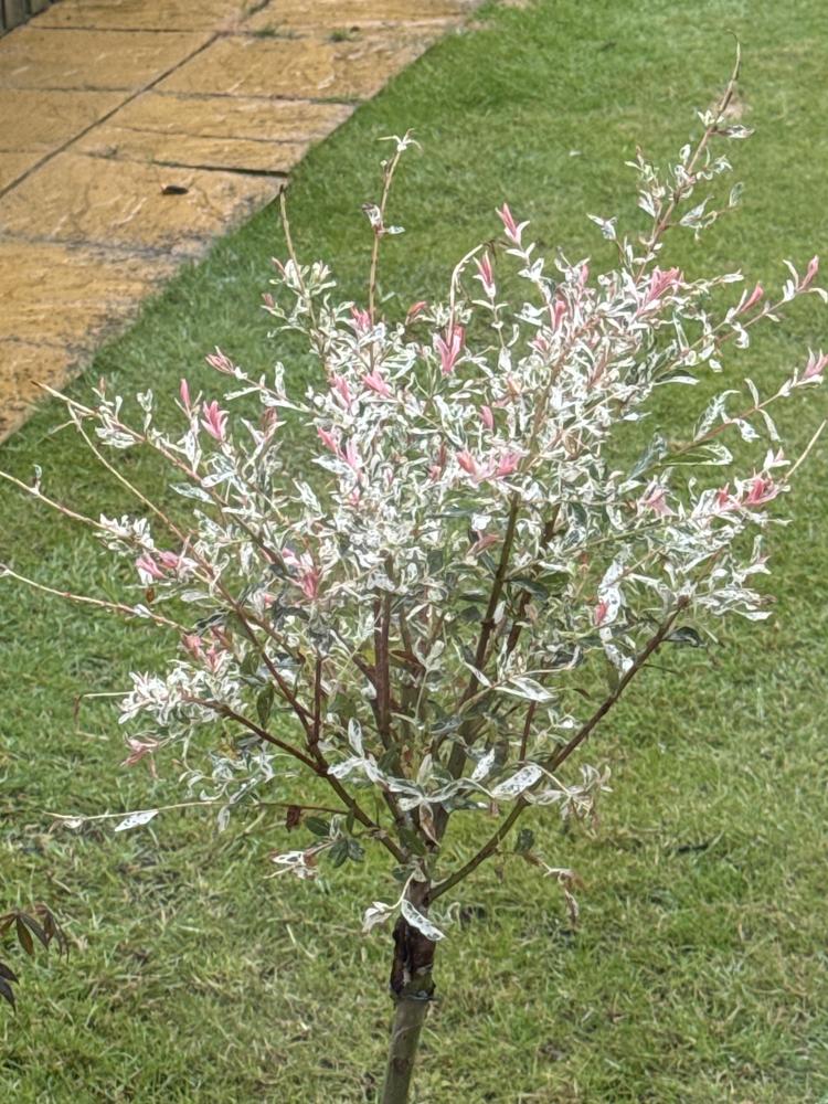 Flamingo tree dying ?? in the Ask a Question forum - Garden.org