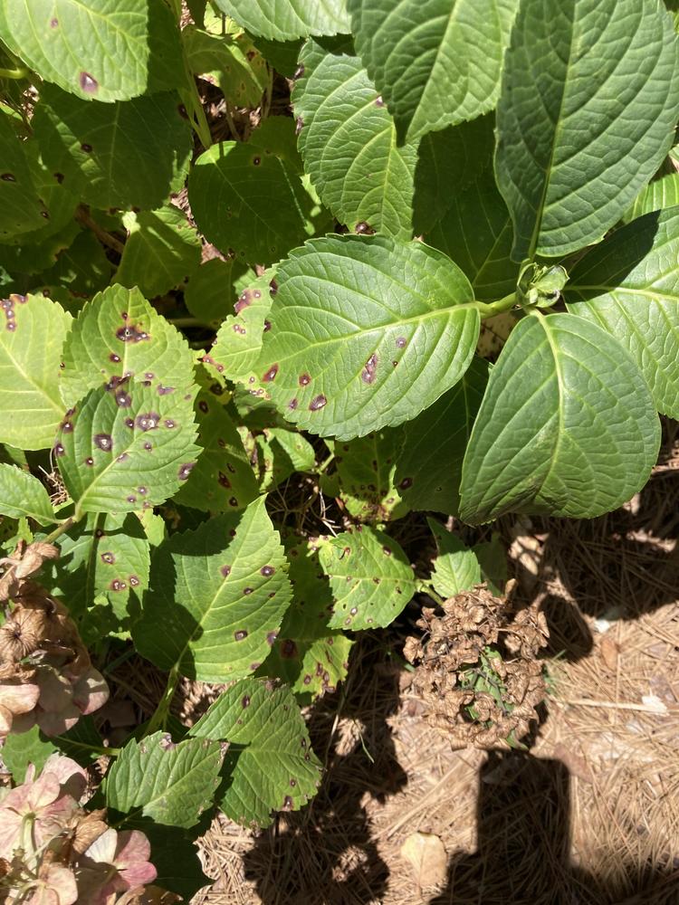 Hydrangea leaf disease in the Ask a Question forum - Garden.org