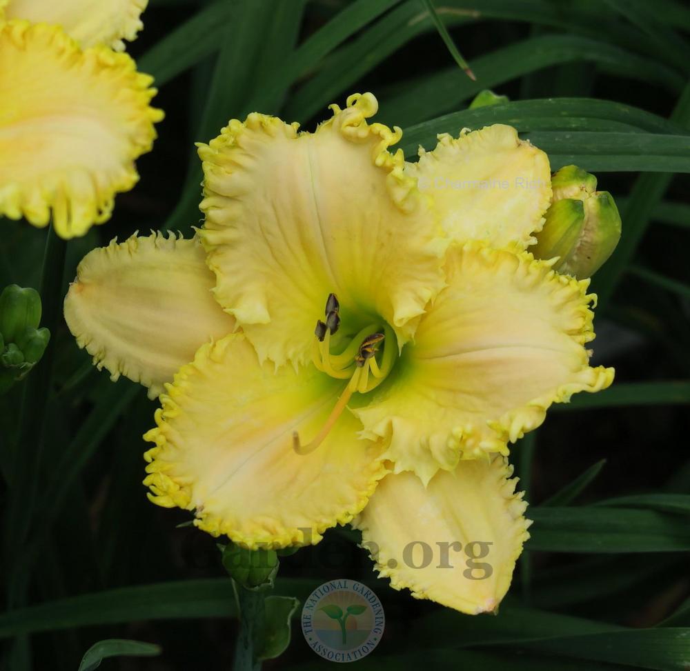Daylily (Hemerocallis 'Adena Denticles') in the Daylilies Database ...