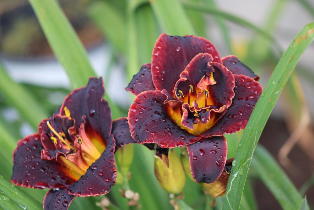 Daylily (Hemerocallis 'Voodoo Dancer') in the Daylilies Database ...