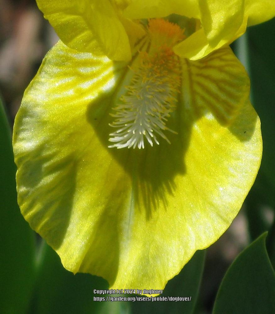 Photo of the closeup of buds, sepals and receptacles of Standard Dwarf ...