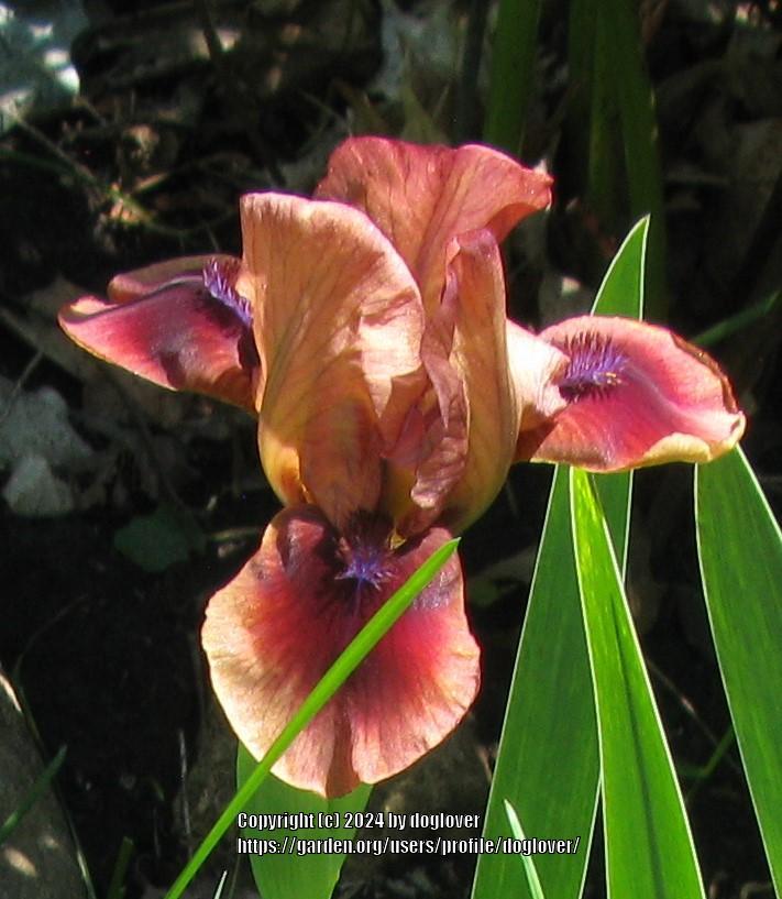 Photo of the bloom of Standard Dwarf Bearded Iris (Iris 'Cimarron Rose') posted by doglover ...