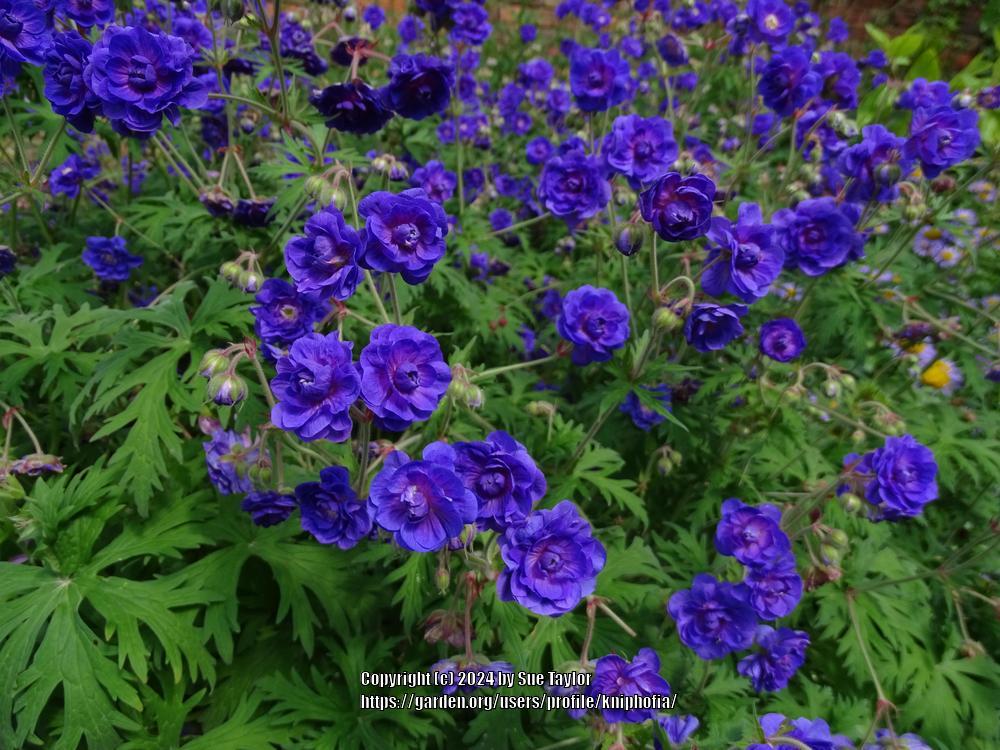 Photo of the bloom of Himalayan Geranium (Geranium himalayense 'Plenum ...