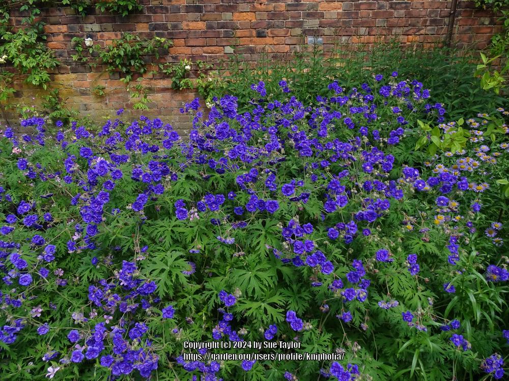 Photo of the entire plant of Himalayan Geranium (Geranium himalayense ...