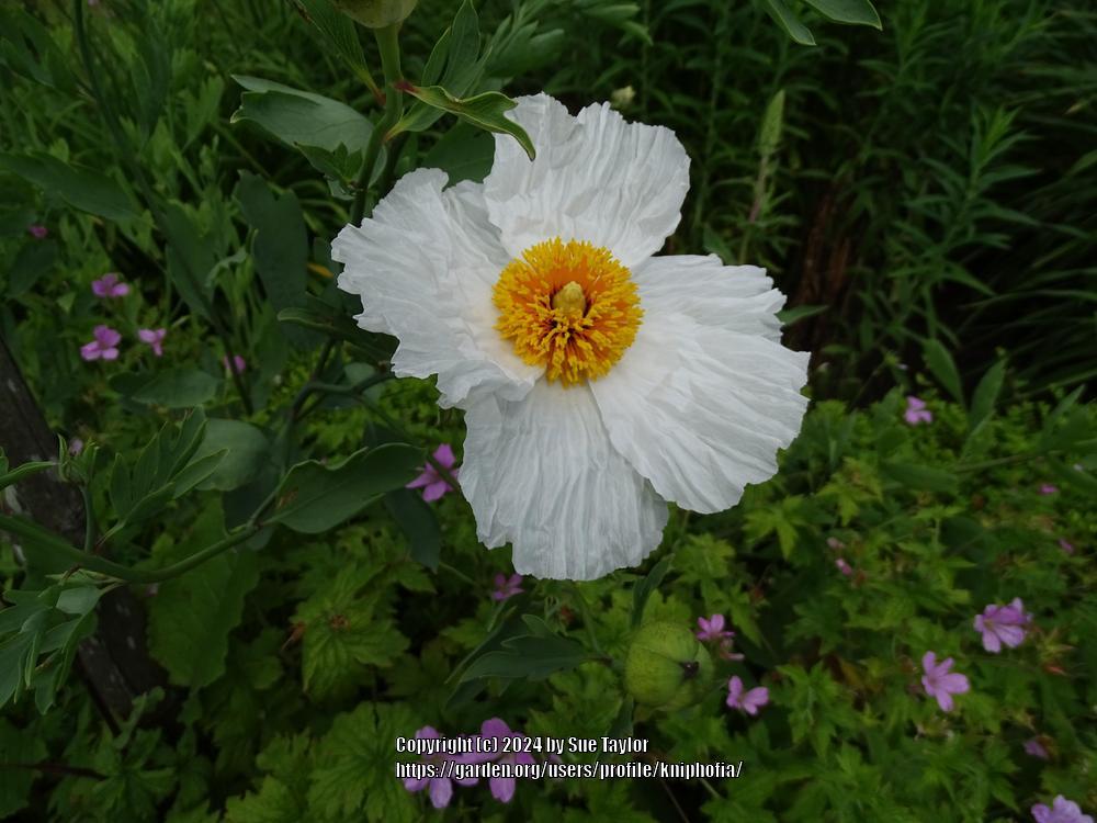 Photo of the bloom of Matilija Poppy (Romneya coulteri) posted by ...