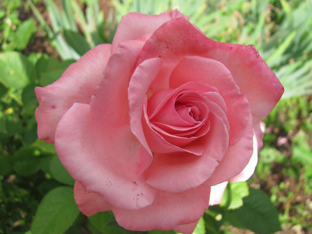 Photo of the bloom of Rose (Rosa 'Canada Blooms') posted by roseman2000 ...