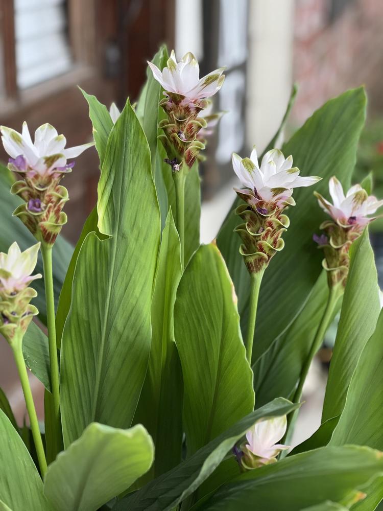 Photo of the bloom of Siam Tulip (Curcuma Siam™ Sparkling) posted by ...