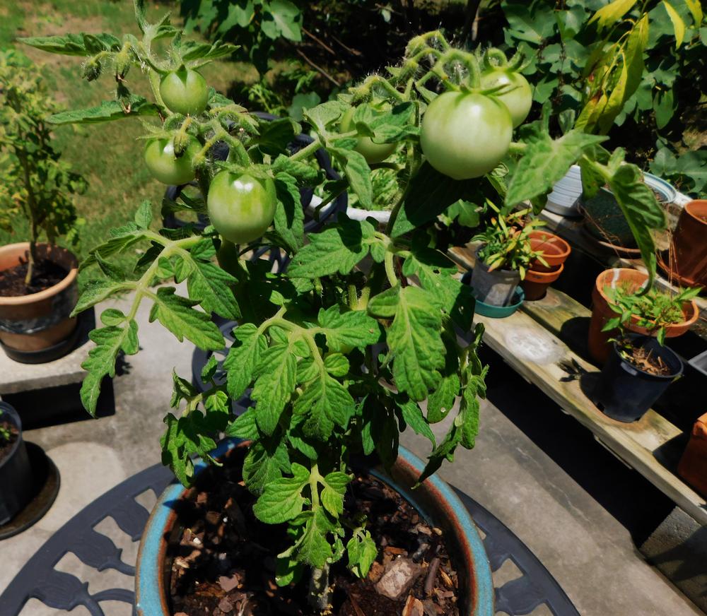 Photo of the entire plant of Tomato (Solanum lycopersicum 'Fat Frog ...