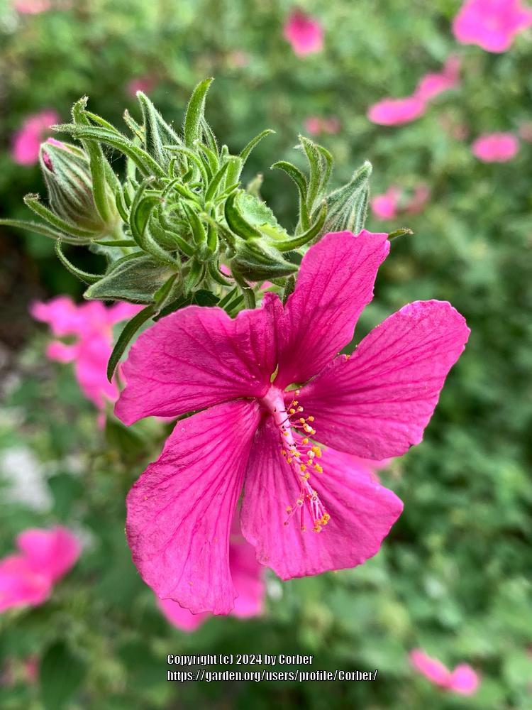 Photo of the bloom of Rock Rose (Pavonia lasiopetala) posted by Corber ...