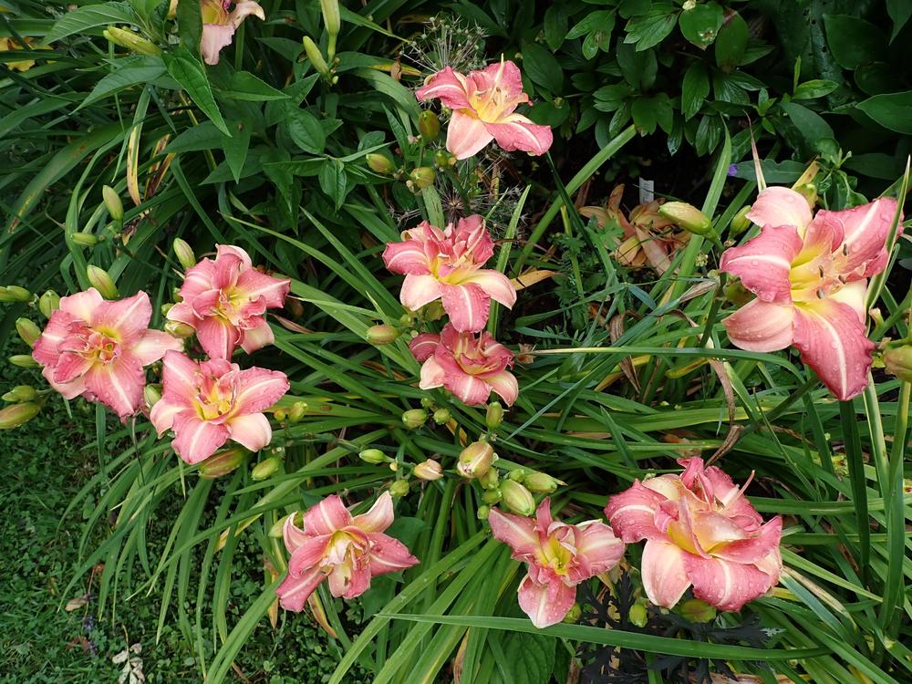 Photo of the entire plant of Daylily (Hemerocallis 'Louise Mercer ...