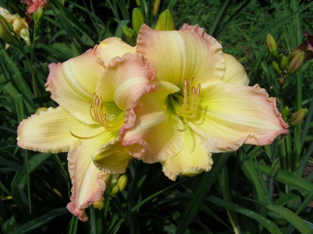 Daylily (Hemerocallis 'Beautiful Edgings') in the Daylilies Database ...