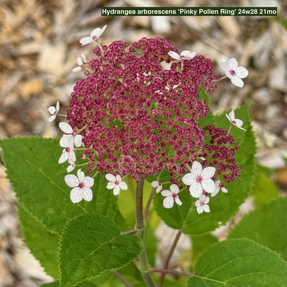 Hydrangea (Hydrangea arborescens Pinky Pollen Ring™) in the Hydrangeas Database - Garden.org