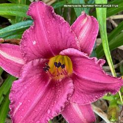 Daylily (Hemerocallis 'Summer Wine') in the Daylilies Database - Garden.org