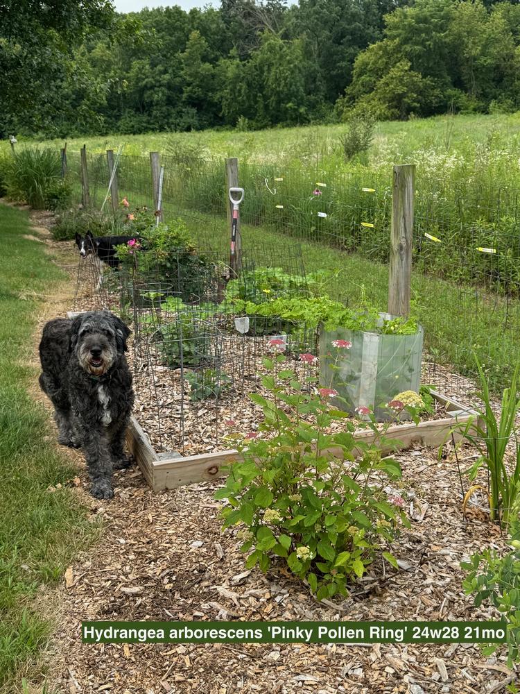 Photo of the seedling or young plant of Hydrangea (Hydrangea ...