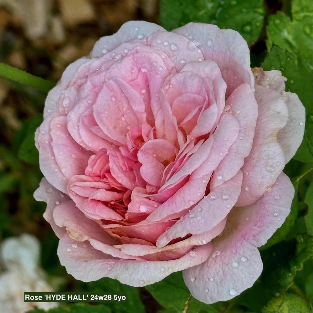 Photo of the bloom of Rose (Rosa 'Hyde Hall') posted by frankrichards16 ...