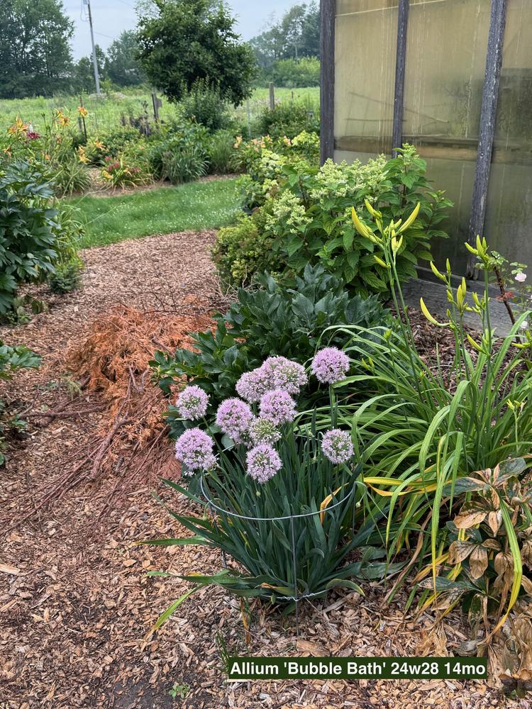 Photo of the seedling or young plant of Ornamental Onion (Allium 'Bubble Bath') posted by ...