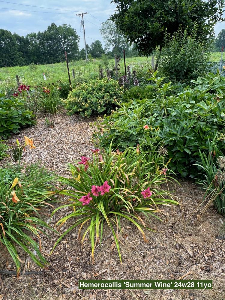 Photo of the entire plant of Daylily (Hemerocallis 'Summer Wine ...