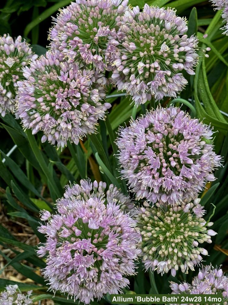 Photo of the bloom of Ornamental Onion (Allium 'Bubble Bath') posted by ...
