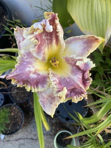 What environmental condition causes gorgeous spots to appear on sepals ...