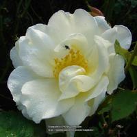 Rose (Rosa 'Windrush') in the Roses Database - Garden.org