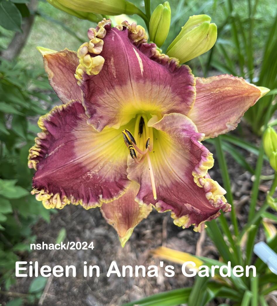 Photo of the bloom of Daylily (Hemerocallis 'Eileen in Anna's Garden') posted by nancyindg ...