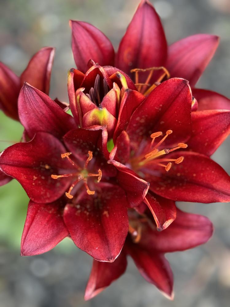 Photo of the bloom of Lily (Lilium Lily Looks™ Tiny Rocket®) posted by ...