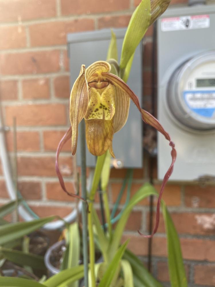 Slipper Orchid (Phragmipedium Leslie Garay) - Garden.org